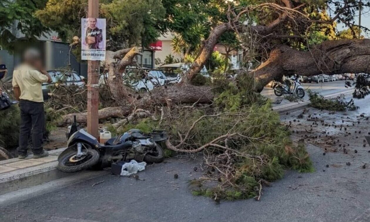 Θάνατος 50χρονου από δέντρο: Συγκλονίζει η εξομολόγηση της γυναίκας του ...