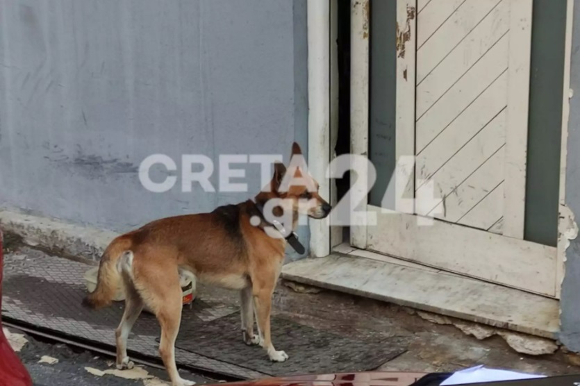 Χανιά: Ραγίζει καρδιές το σκυλί του 53χρονου που βρέθηκε δολοφονημένος ...